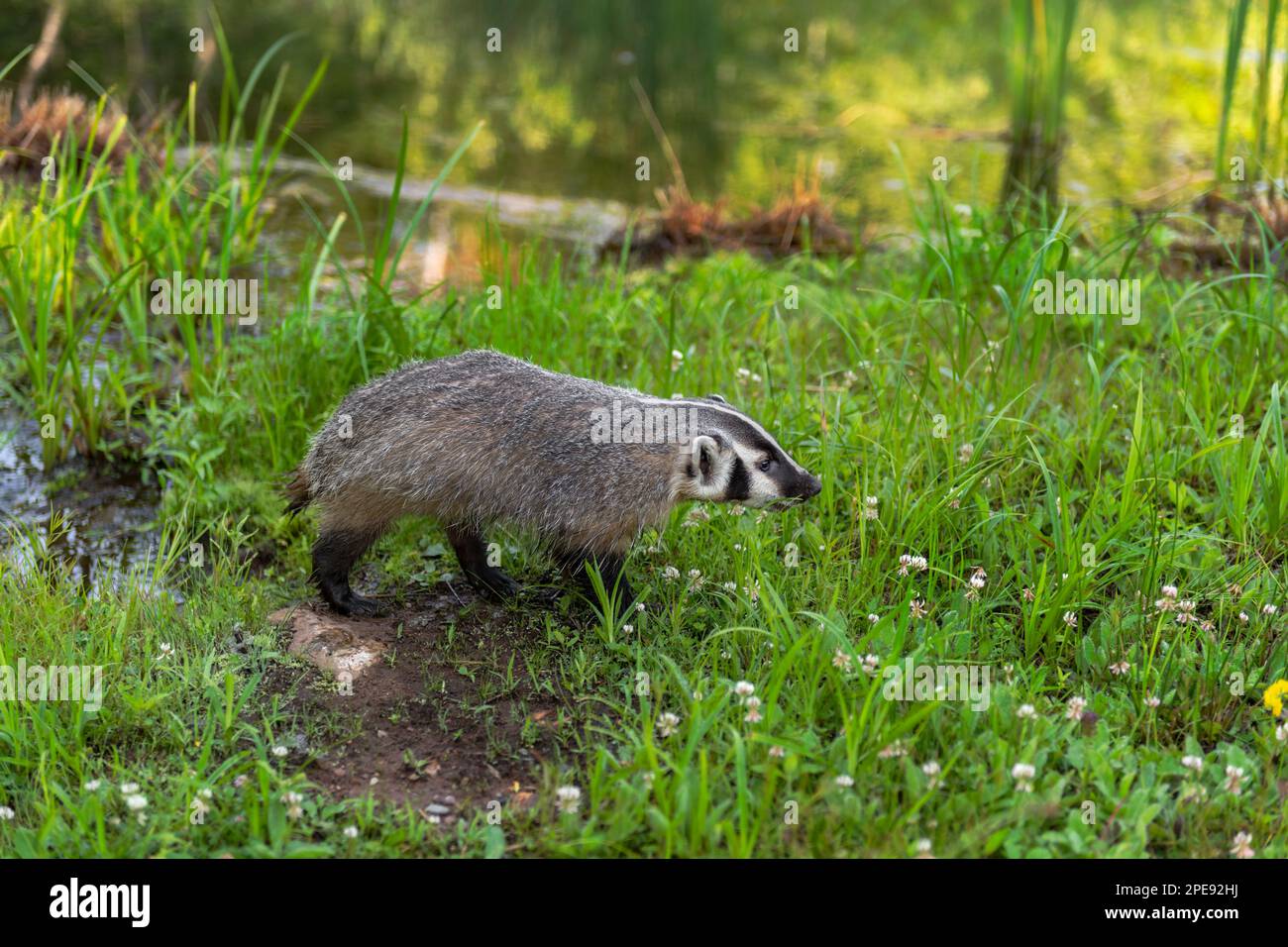 North American Badger (Taxidea taxus) Cub Walks Away From Water Summer ...