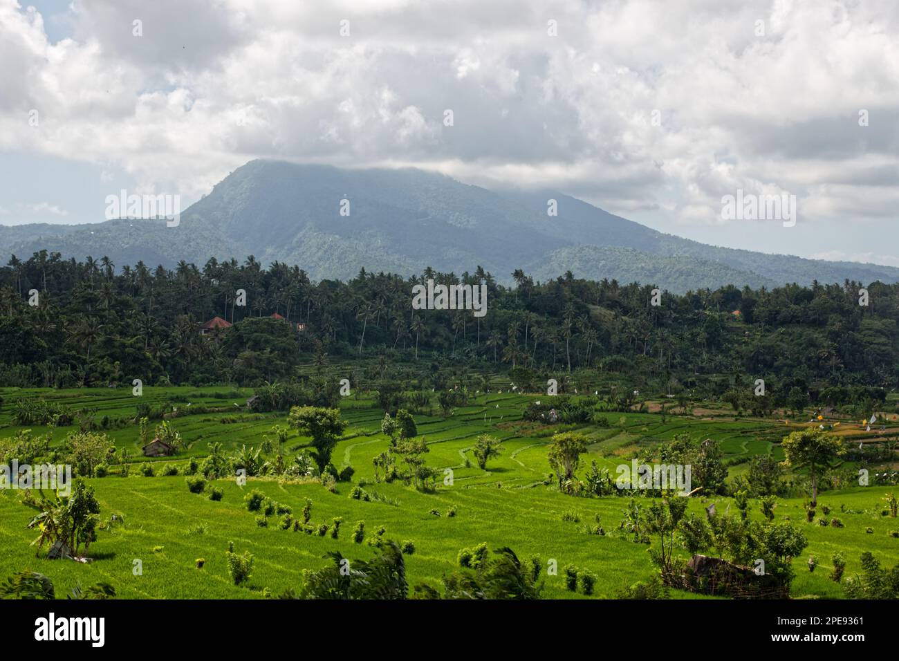 Rice fields at the feet of a mountain in Bali, Indonesia Stock Photo ...