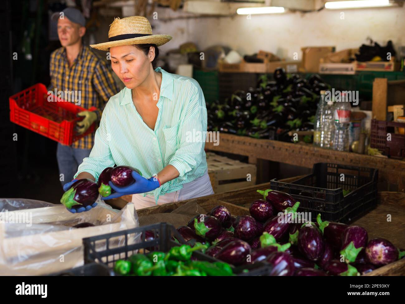 Female workers vegetable sorting hi-res stock photography and images ...