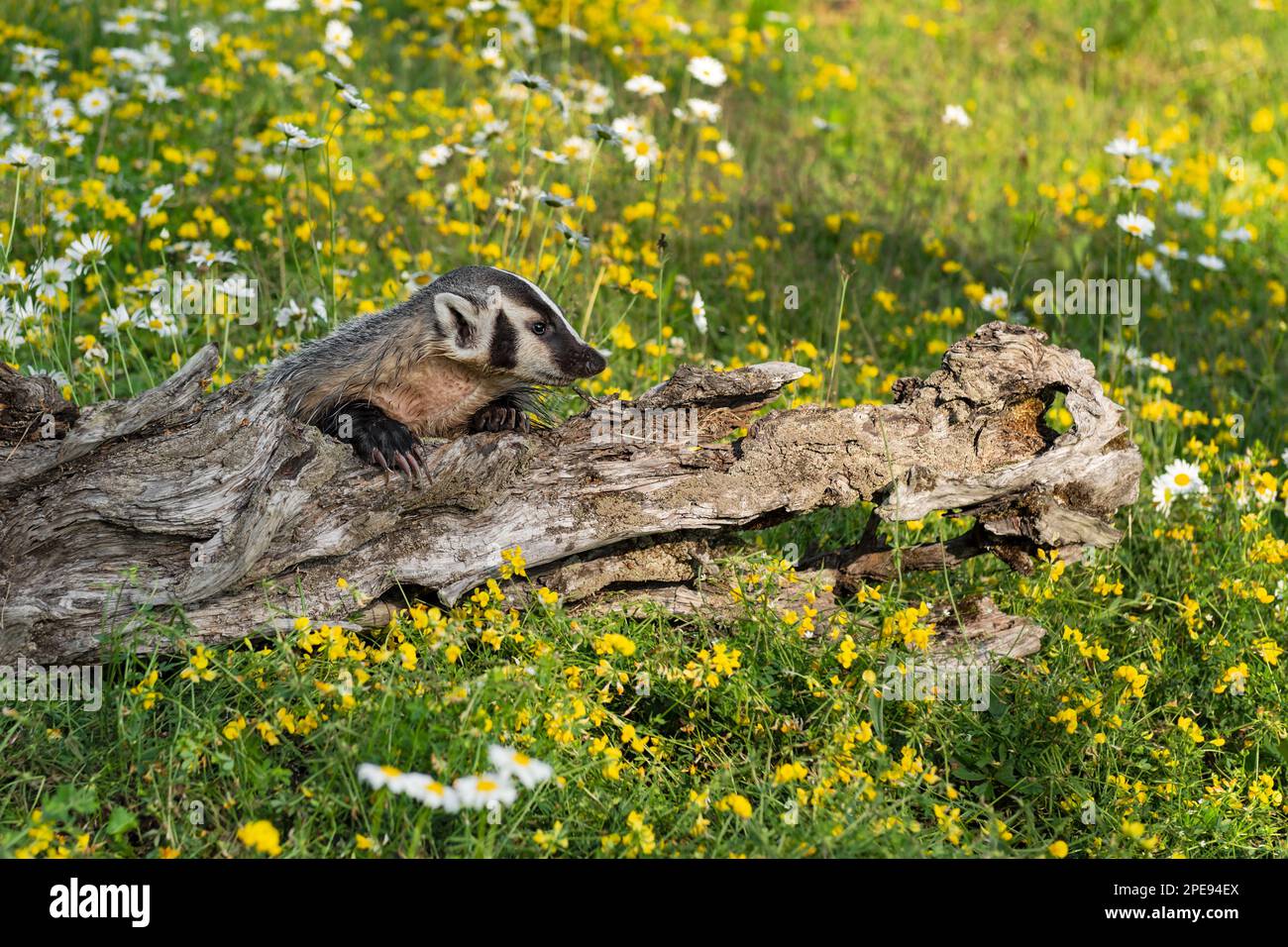 North American Badger (Taxidea taxus) Cub Leans on Top of Log Claws ...