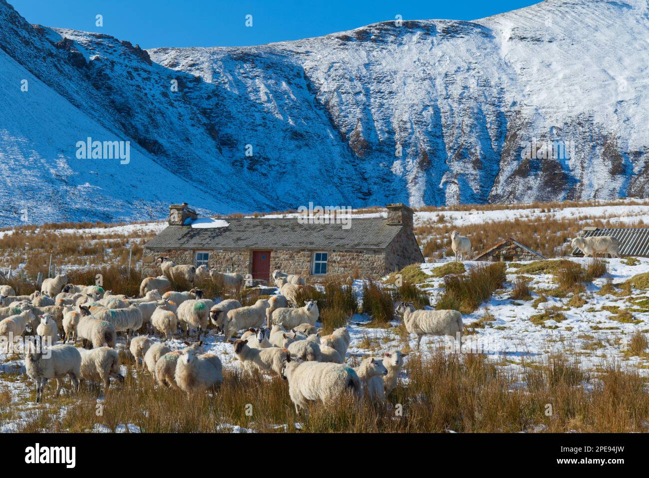 Croft scotland sheep hi-res stock photography and images - Alamy