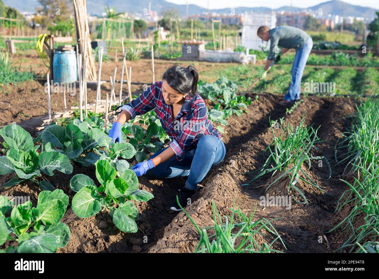 Weeding between beds hi-res stock photography and images - Alamy