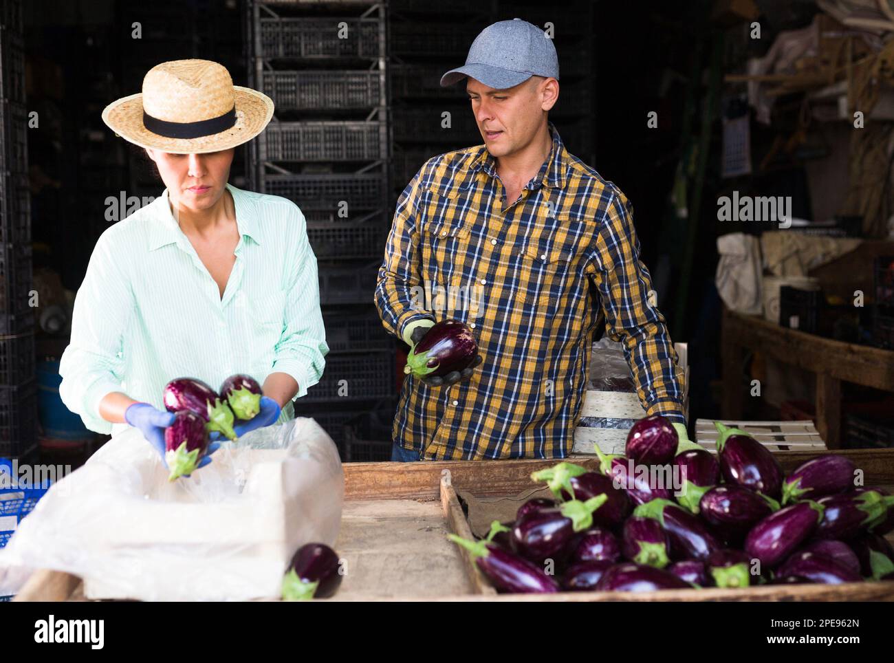 Farmers sort the recently harvested crop in the warehouse, putting it ...