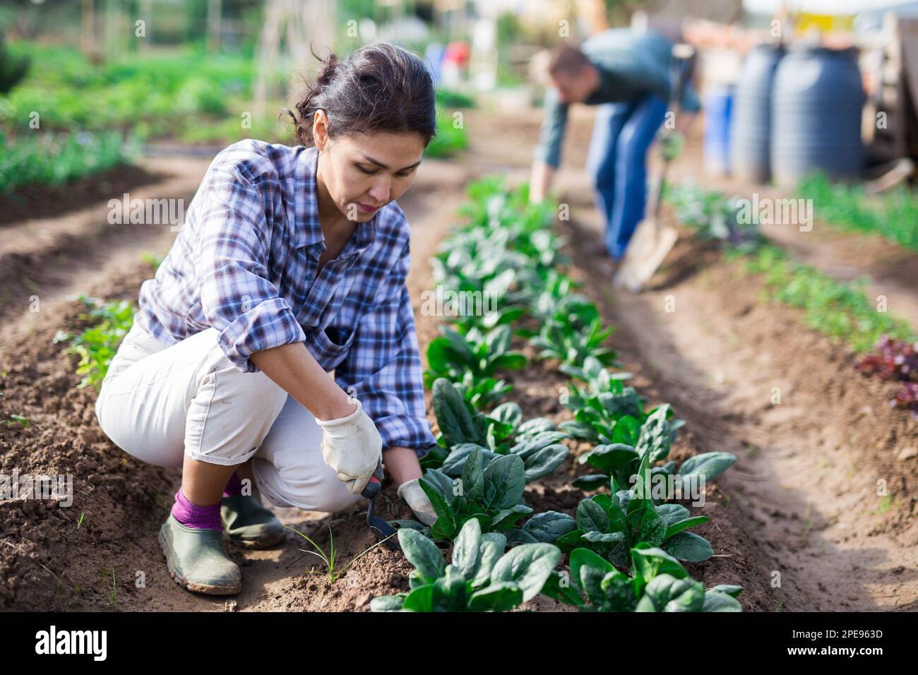 Weeding between beds hi-res stock photography and images - Alamy