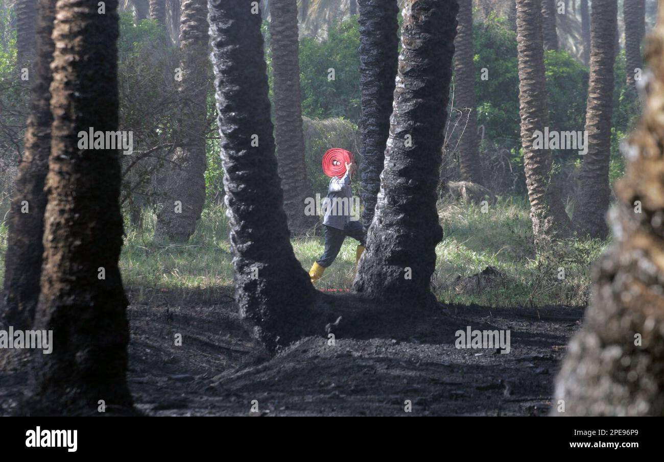 An Iraqi fierman runs a fire hose through burned palm trees in West ...
