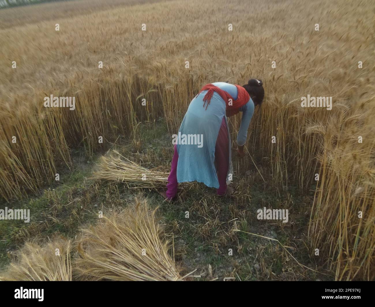 Joypurhat, Bangladesh. 16th Mar, 2023. Indigenous Pahan farmers harvest ...
