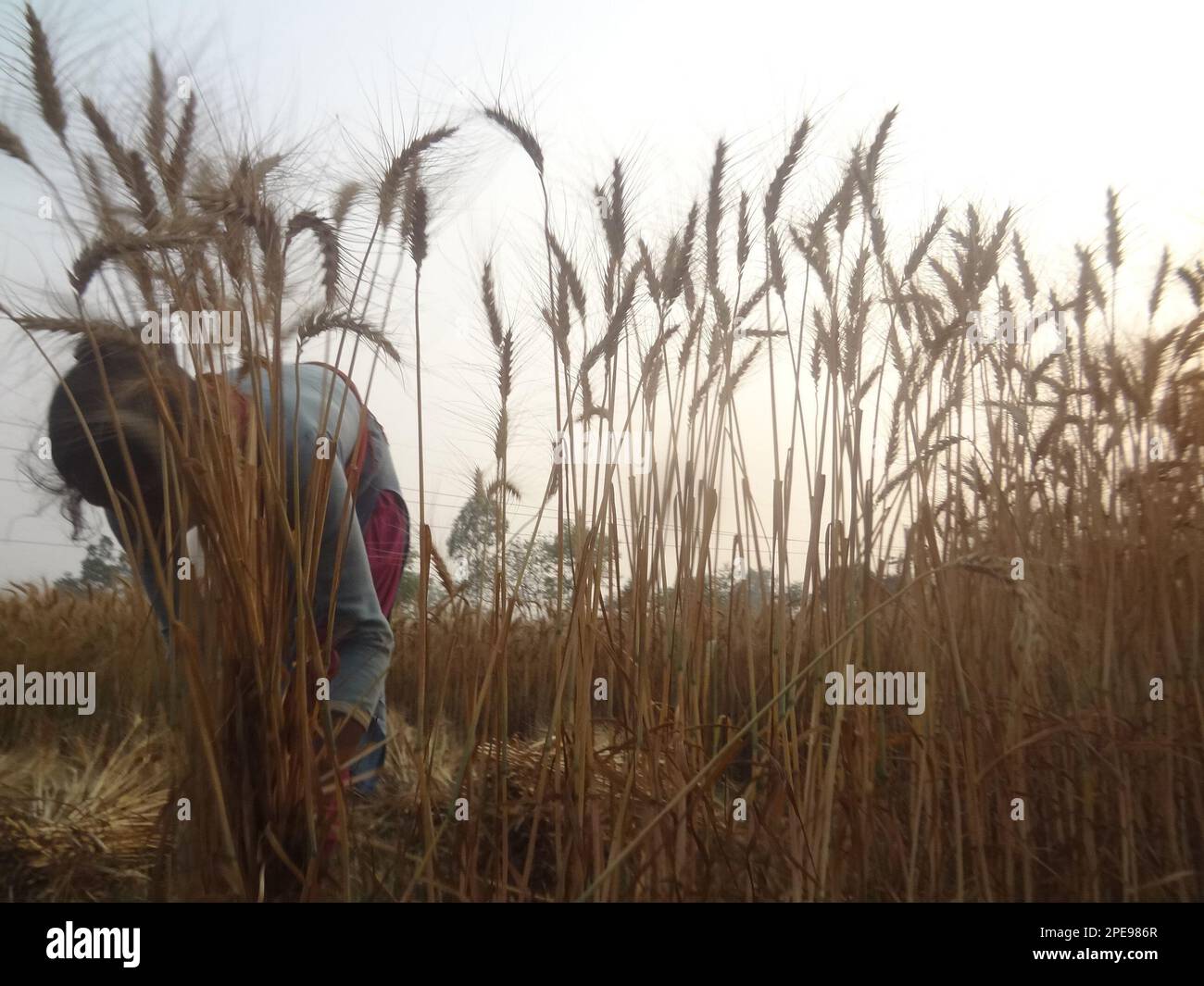 Joypurhat, Bangladesh. 16th Mar, 2023. Indigenous Pahan farmers harvest ...