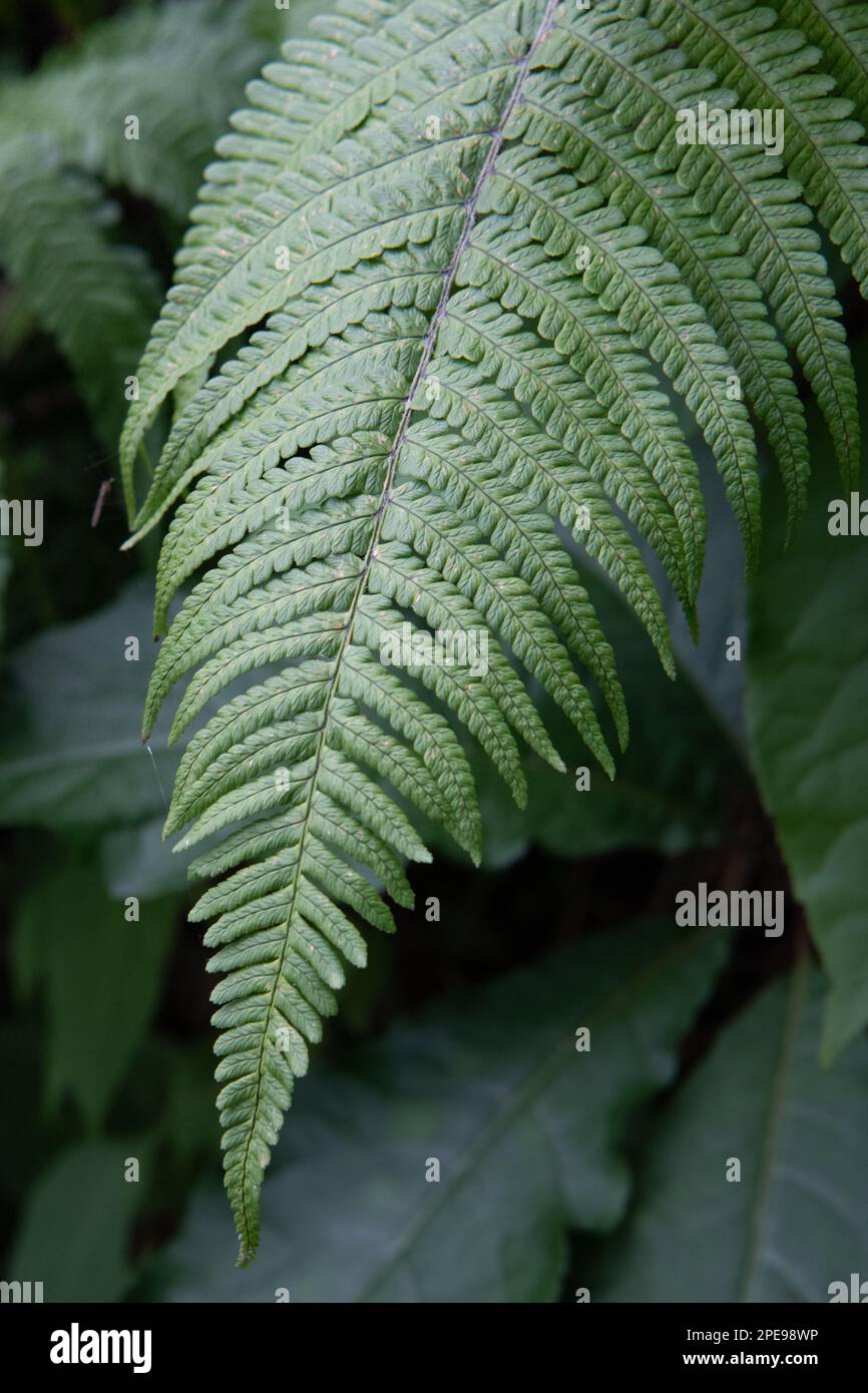 A close up view of the topside of a fern frond growing in the ...