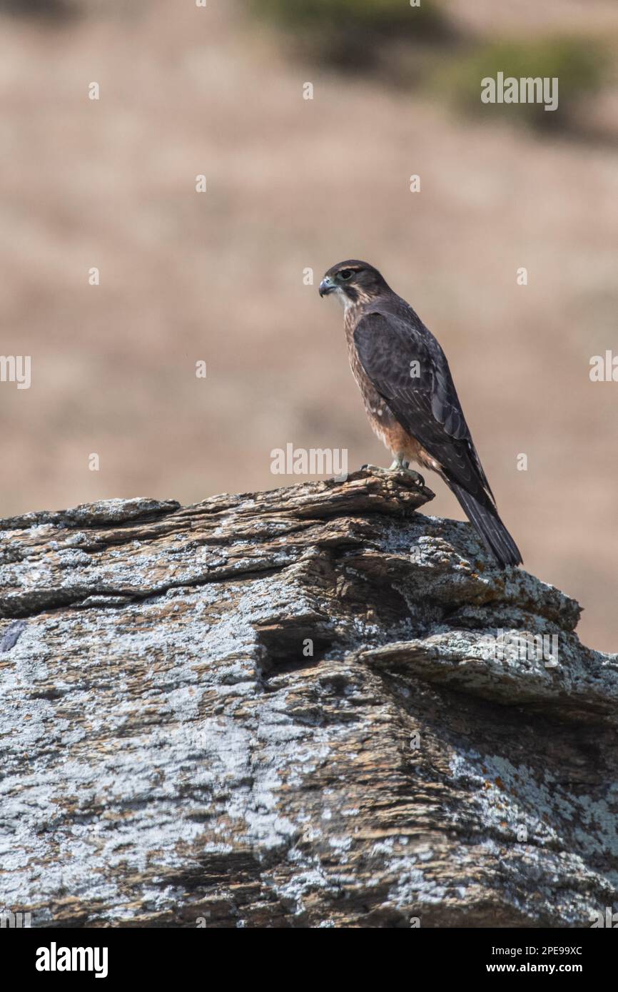 New Zealand falcon, Falco novaeseelandiae, a bird of prey species ...