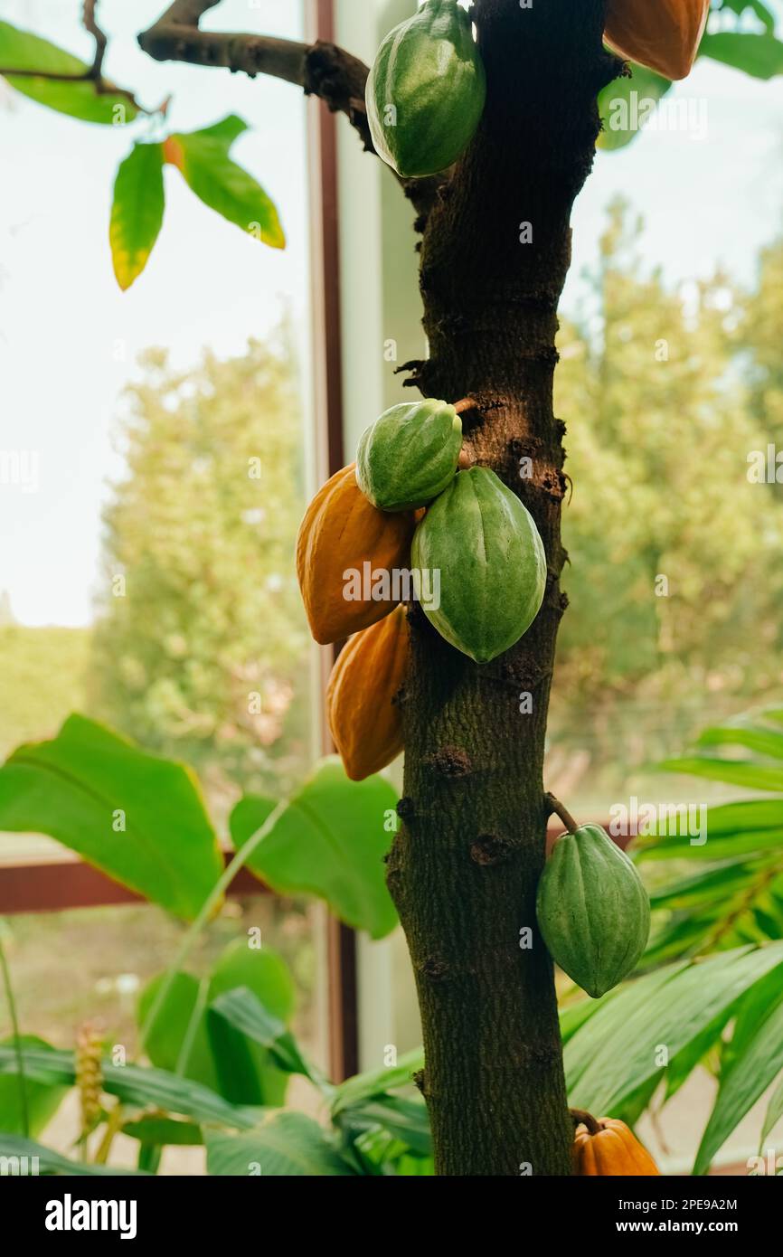 Cacao Tree (Theobroma cacao). Cacao harvesting theme. Orange color ...