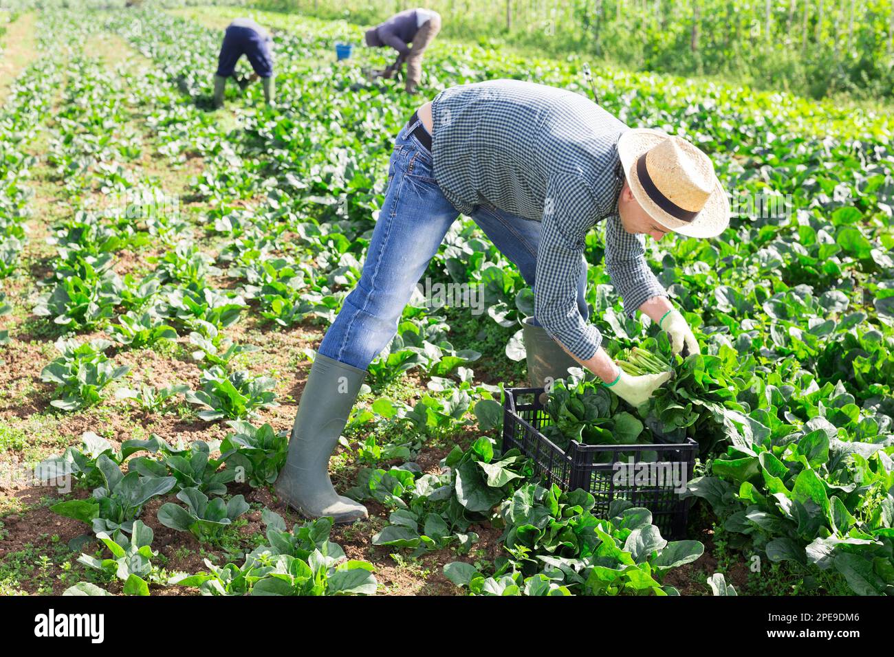 Farmer working in a farm field Stock Photo - Alamy