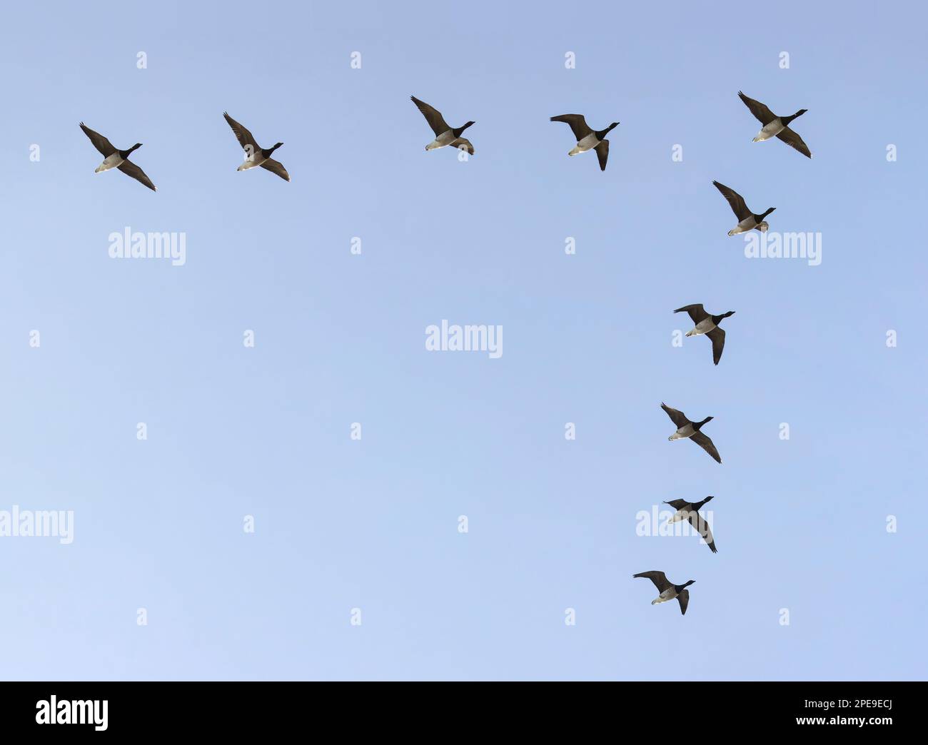 Light-bellied brent geese fly in formation across blue sky. Flock of ...