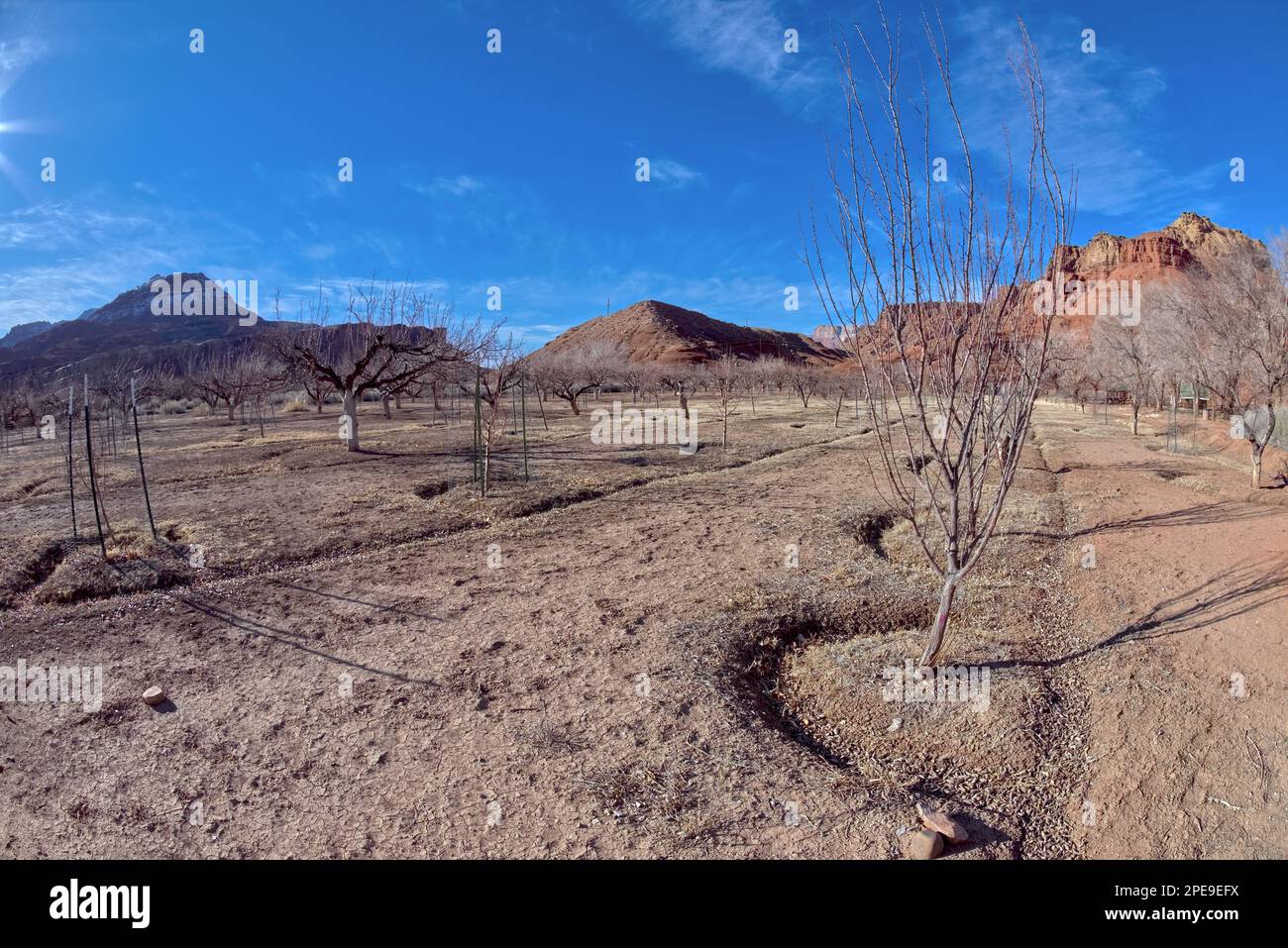 The orchard at the Historic Lonely Dell Ranch in its winter sleep in ...