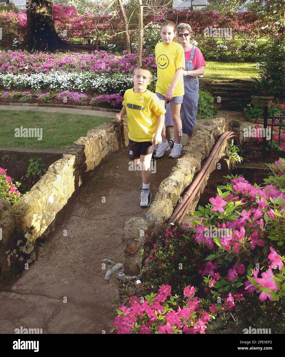 The azaleas are near peak form along the Azalea Trail in Tyler, Texas ...