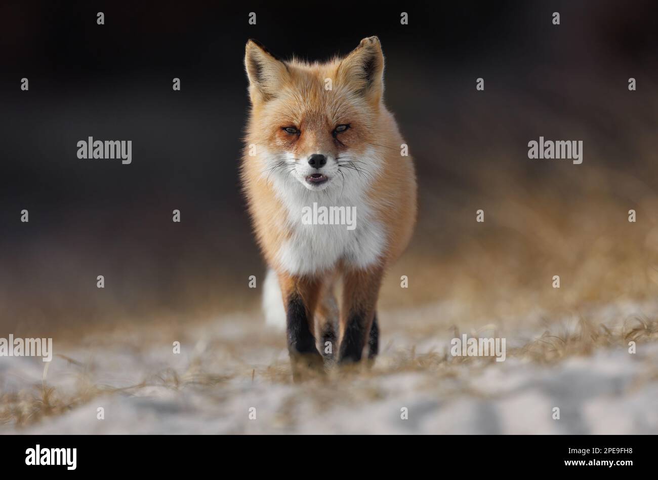 Red fox on beach hi-res stock photography and images - Alamy
