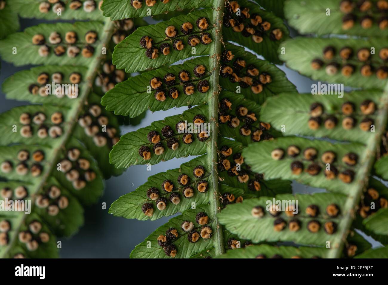 The underside of a fern from New Zealand with sori, sporangia and ...