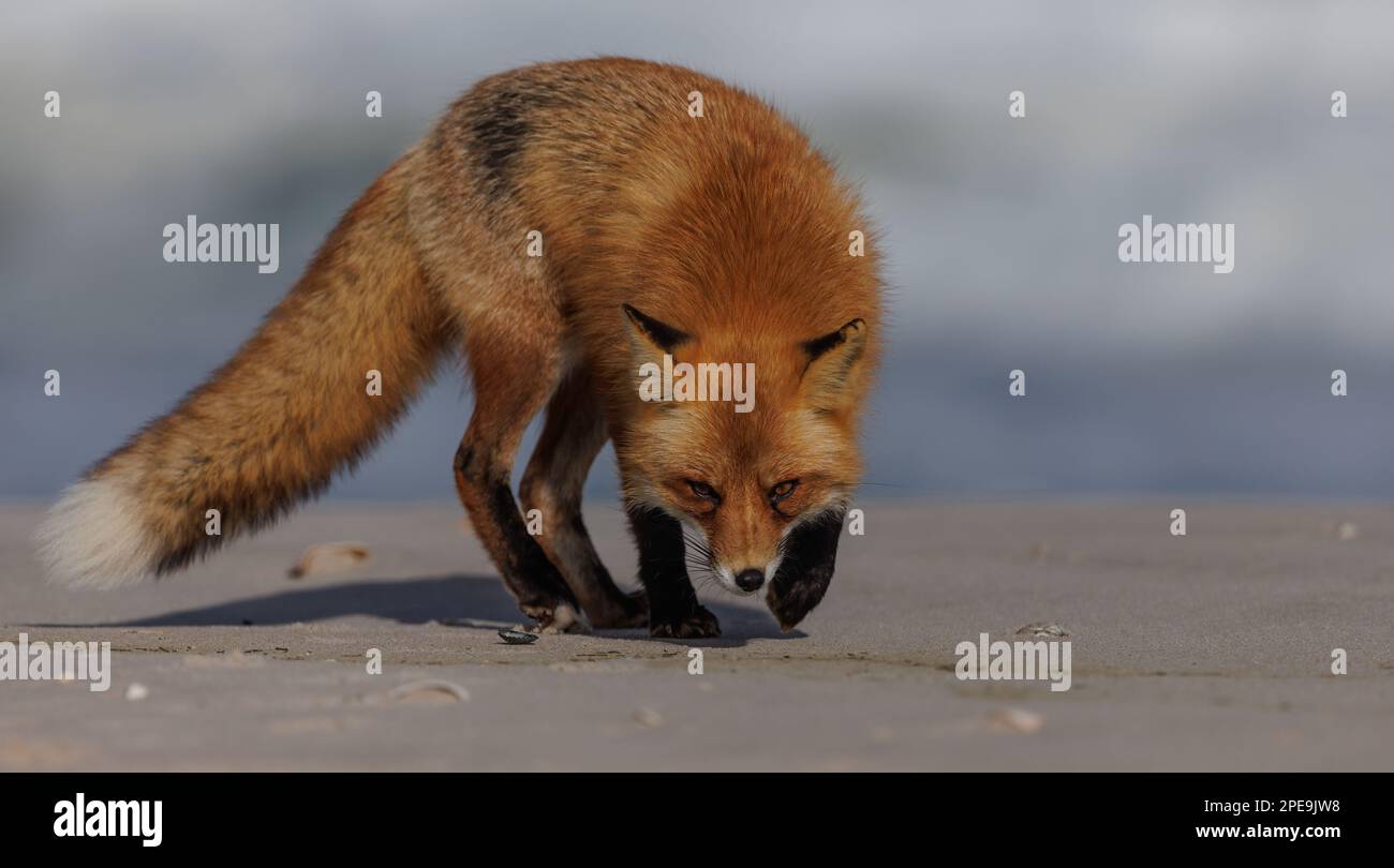 A red fox on the beach on New Jersey Stock Photo - Alamy
