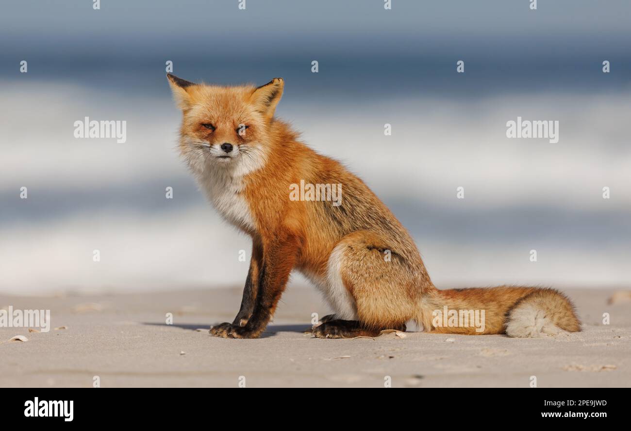 A red fox on the beach on New Jersey Stock Photo - Alamy