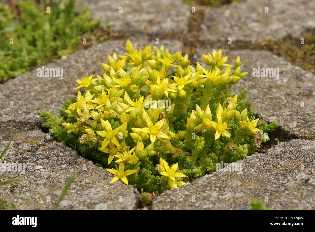 Natural closeup on the yellow green flower of the Goldmoss stonecrop ...