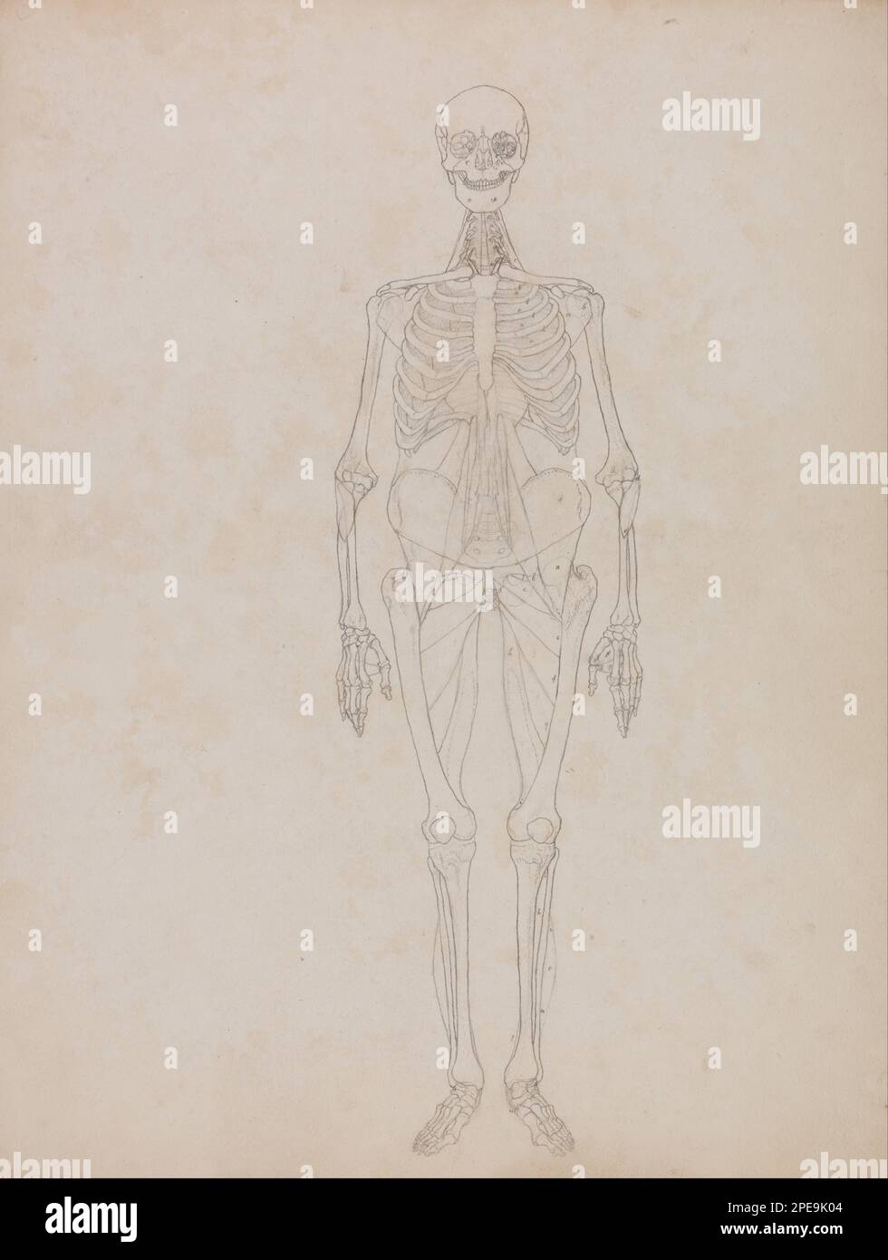 A Comparative Anatomical Exposition of the Structure of the Human Body ...