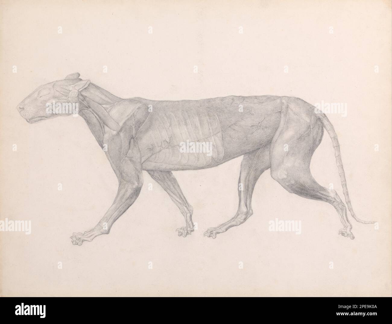 A Comparative Anatomical Exposition of the Structure of the Human Body ...