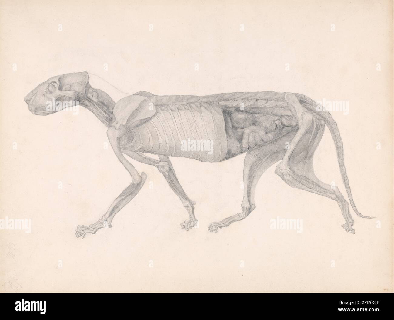 A Comparative Anatomical Exposition of the Structure of the Human Body ...