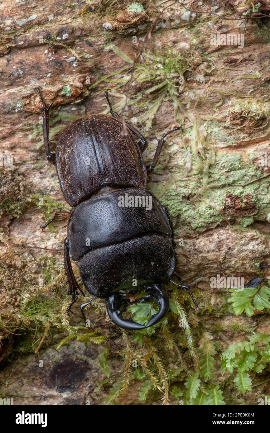 Geodorcus helmsi, New Zealand giant stag beetle or Helms's stag beetle ...