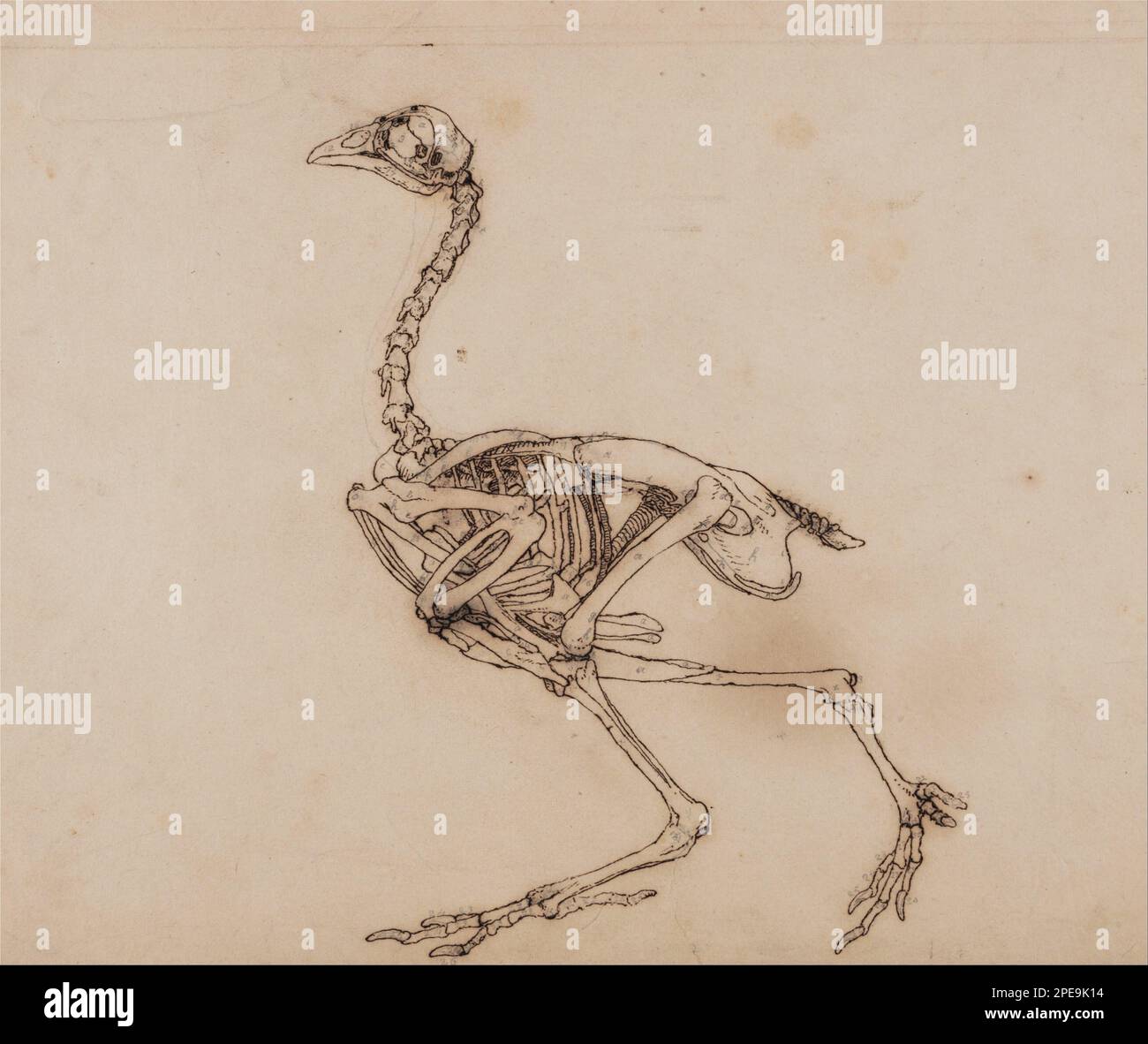 A Comparative Anatomical Exposition of the Structure of the Human Body ...