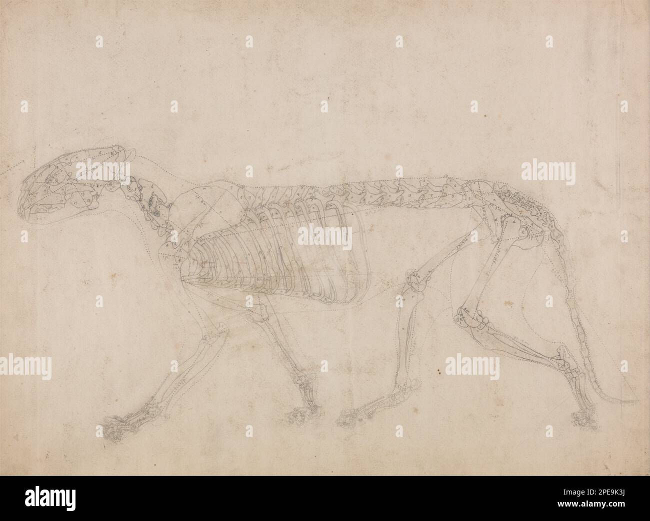 A Comparative Anatomical Exposition of the Structure of the Human Body ...