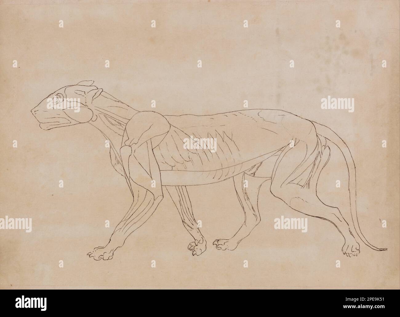 A Comparative Anatomical Exposition of the Structure of the Human Body ...