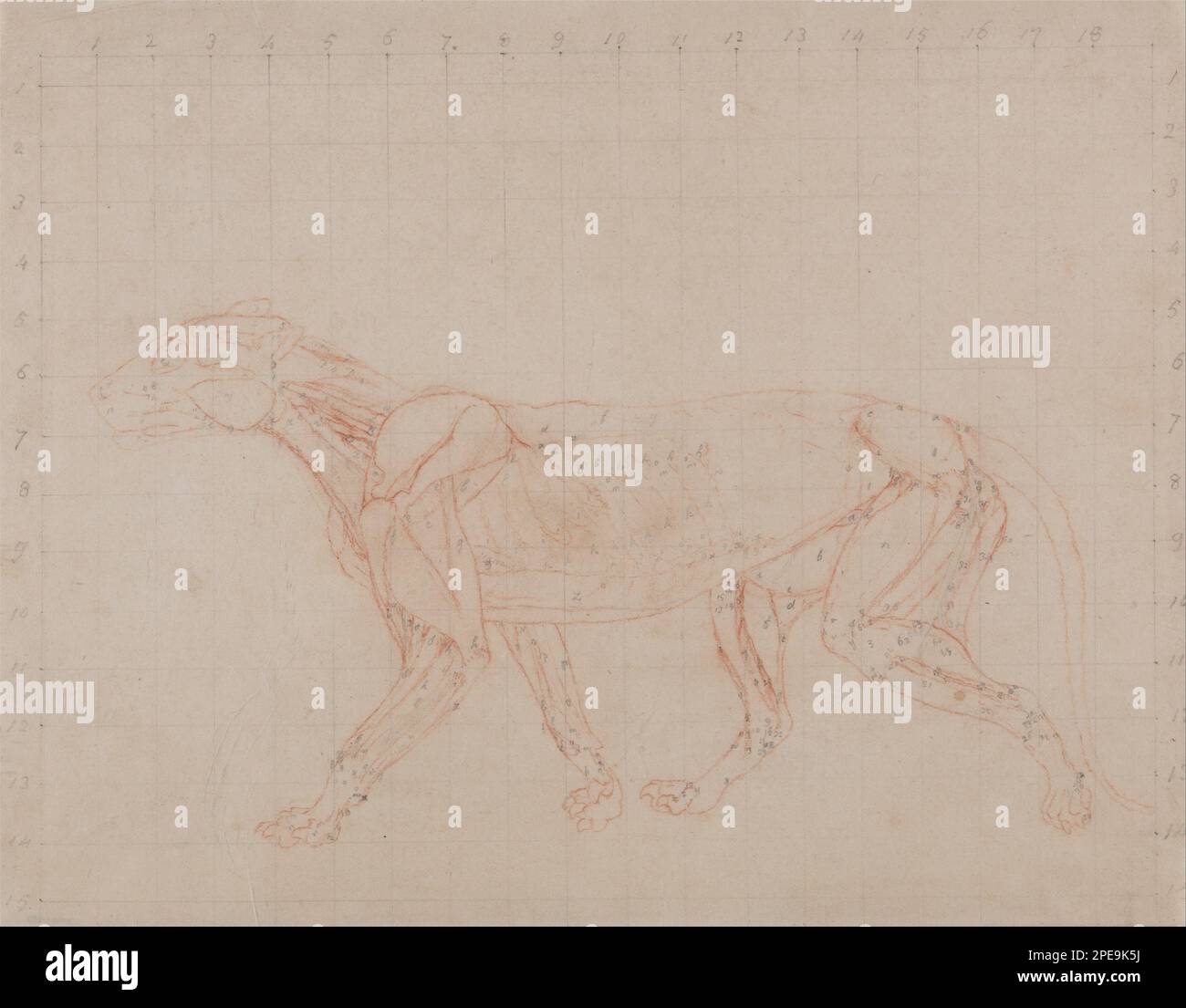 A Comparative Anatomical Exposition of the Structure of the Human Body ...