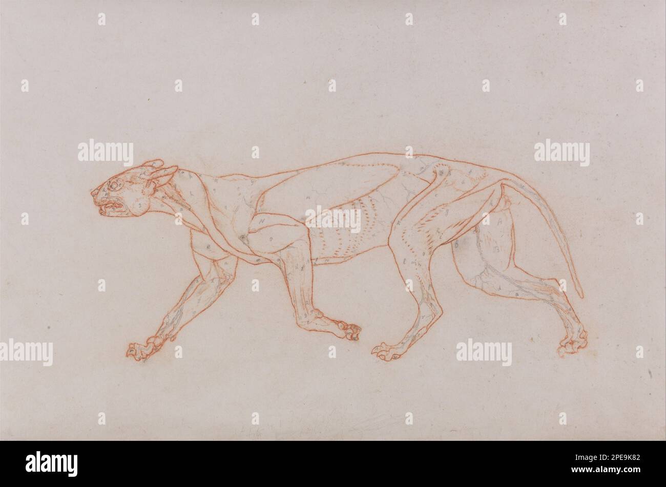 A Comparative Anatomical Exposition of the Structure of the Human Body ...