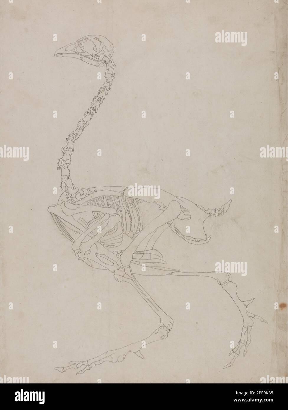 A Comparative Anatomical Exposition of the Structure of the Human Body ...