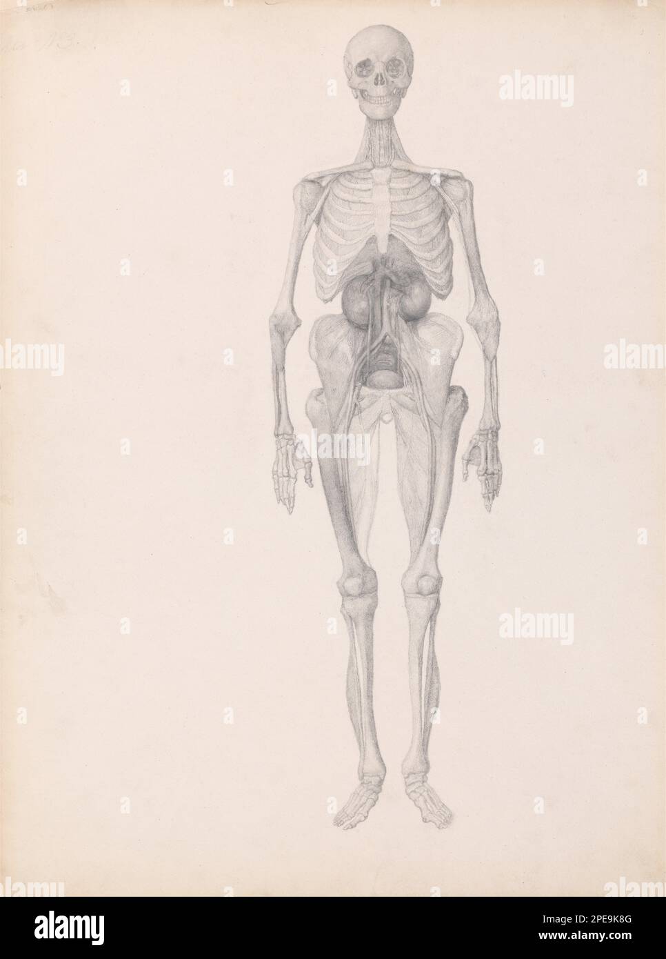 A Comparative Anatomical Exposition of the Structure of the Human Body ...