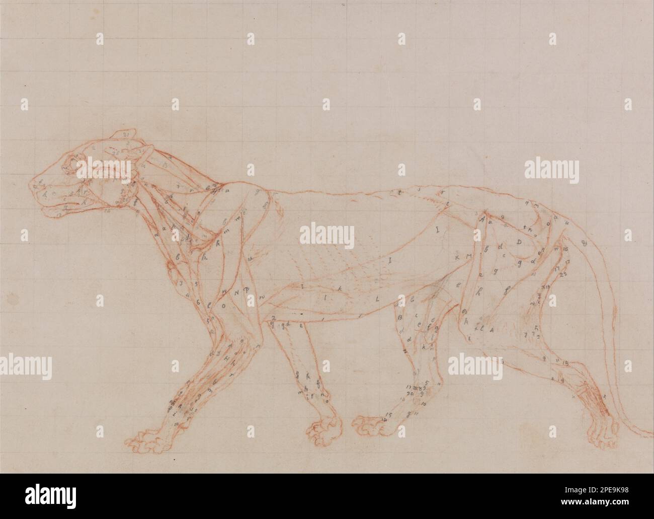 A Comparative Anatomical Exposition of the Structure of the Human Body ...