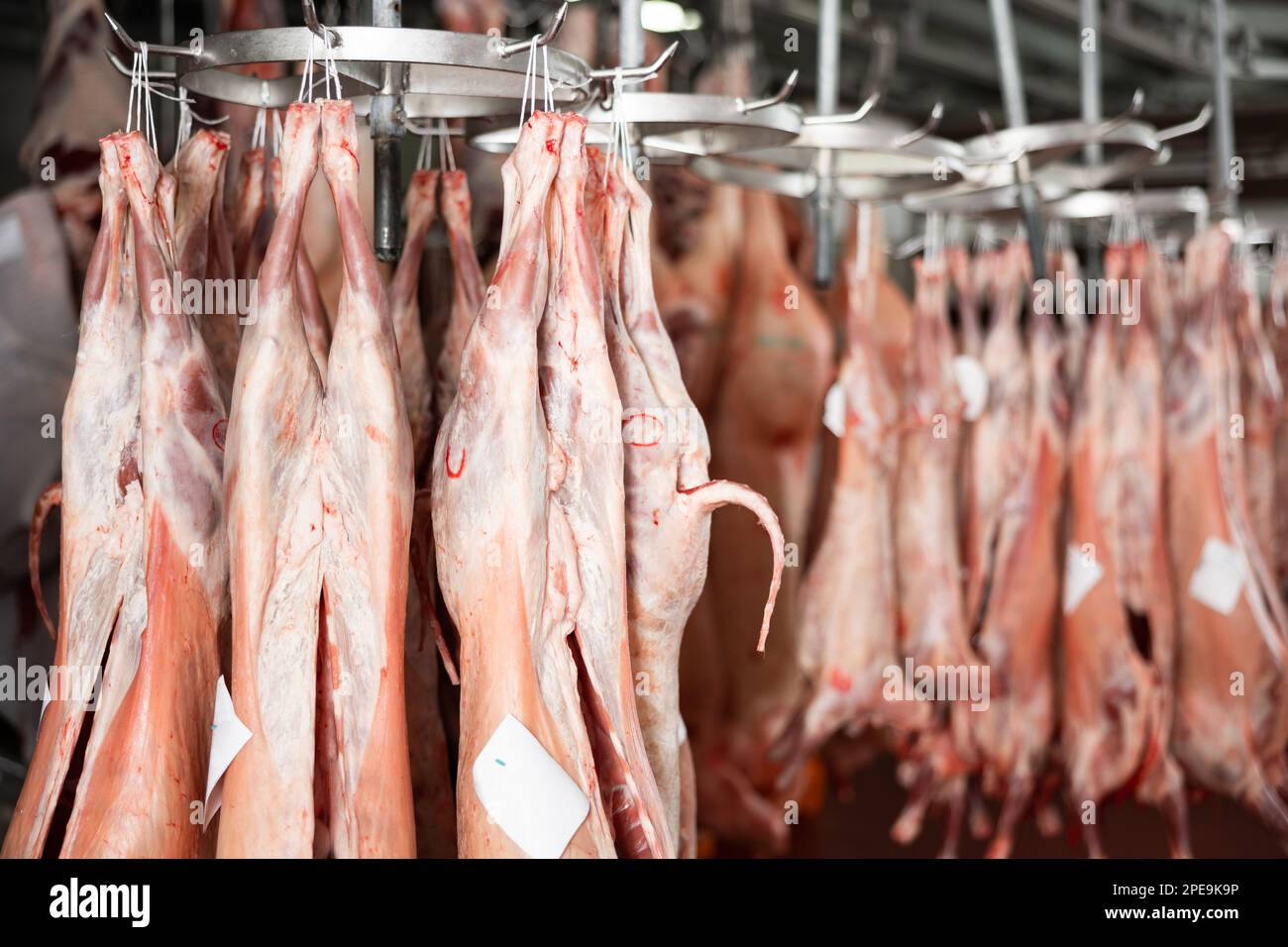 Carcasses of freshly slaughtered lambs hanging in butchery Stock Photo - Alamy