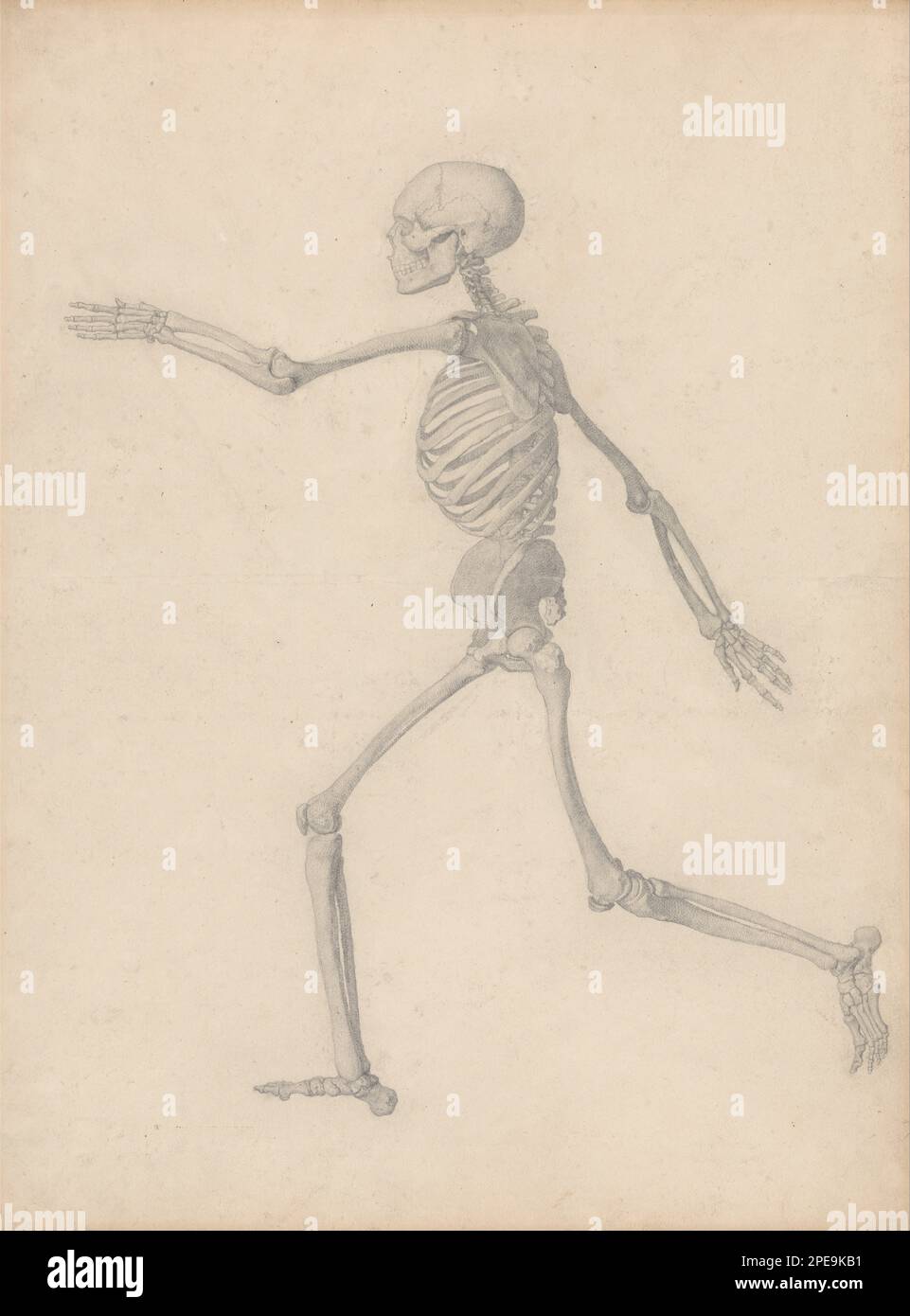 A Comparative Anatomical Exposition of the Structure of the Human Body ...