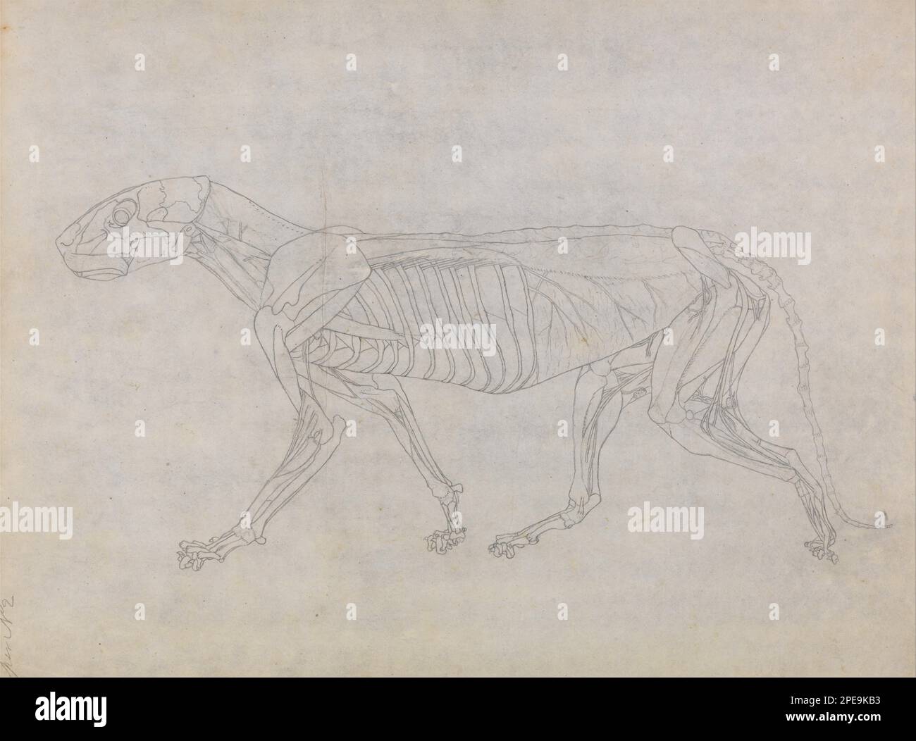 A Comparative Anatomical Exposition of the Structure of the Human Body ...