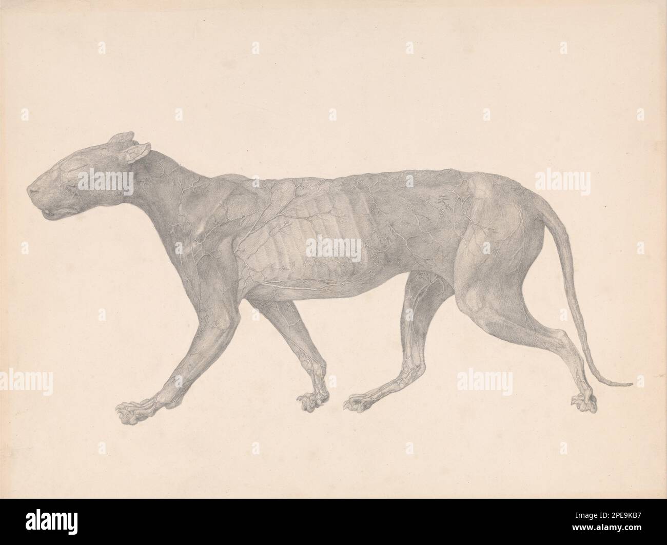 A Comparative Anatomical Exposition of the Structure of the Human Body ...