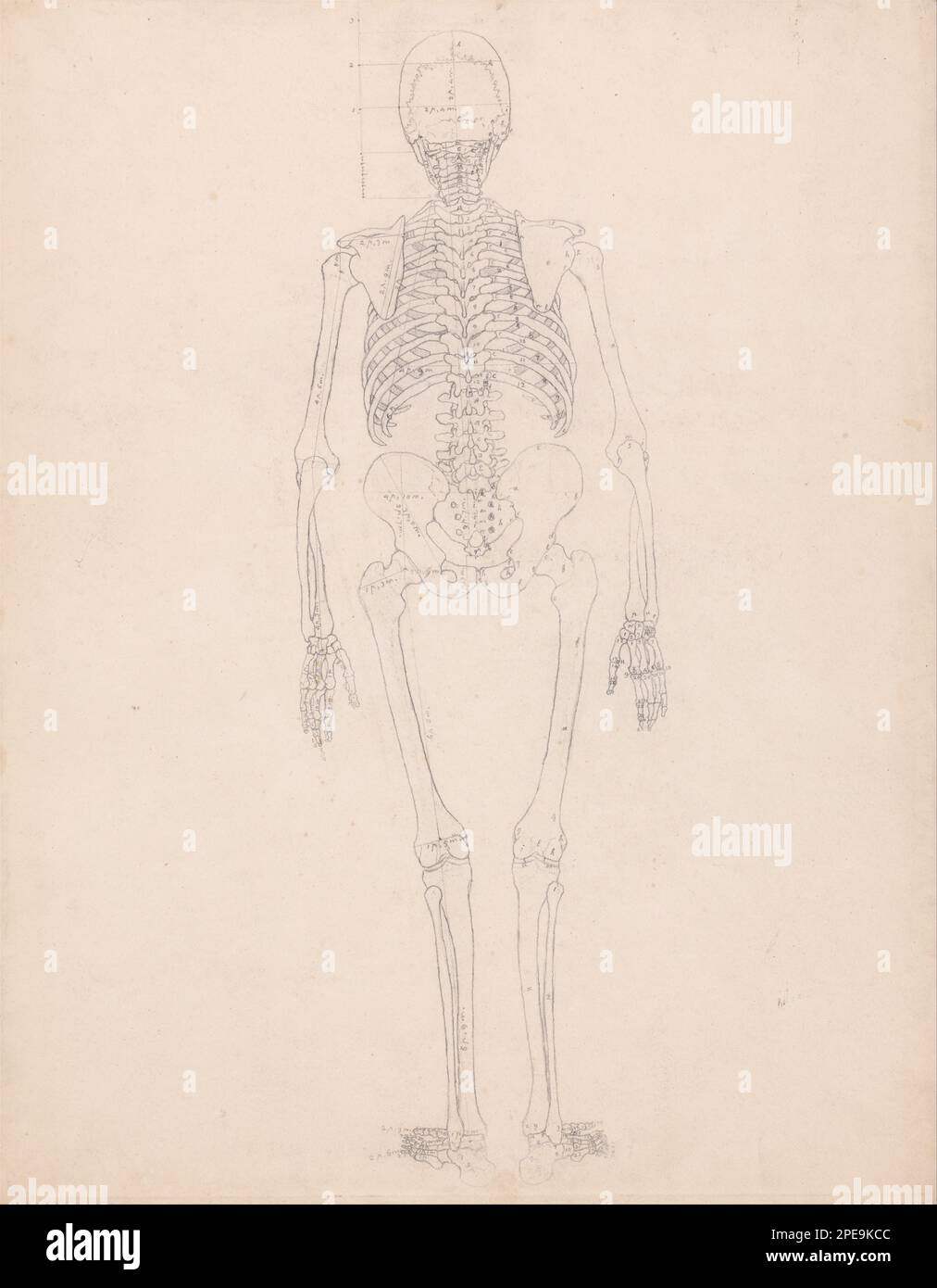 A Comparative Anatomical Exposition of the Structure of the Human Body ...