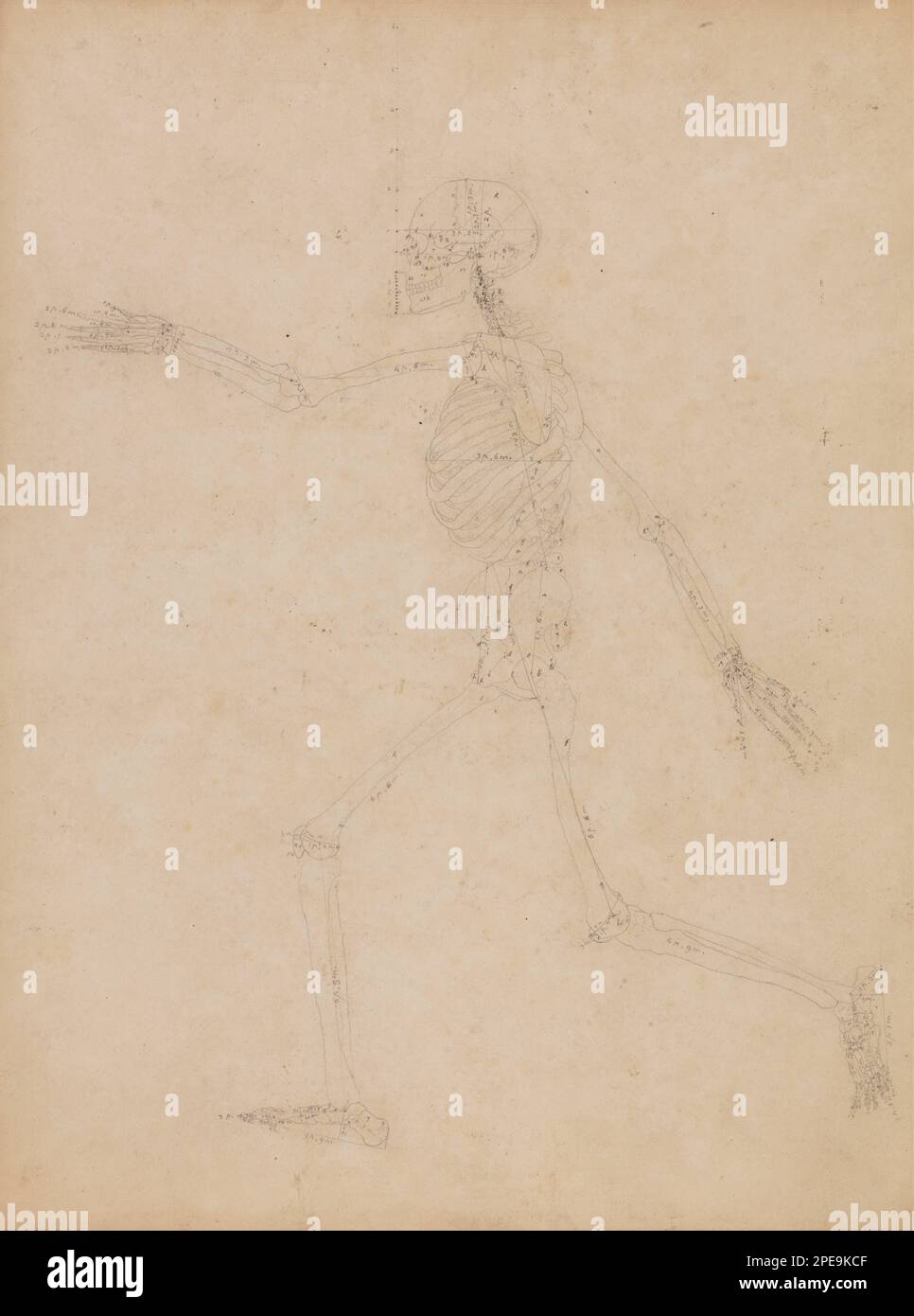 A Comparative Anatomical Exposition of the Structure of the Human Body ...
