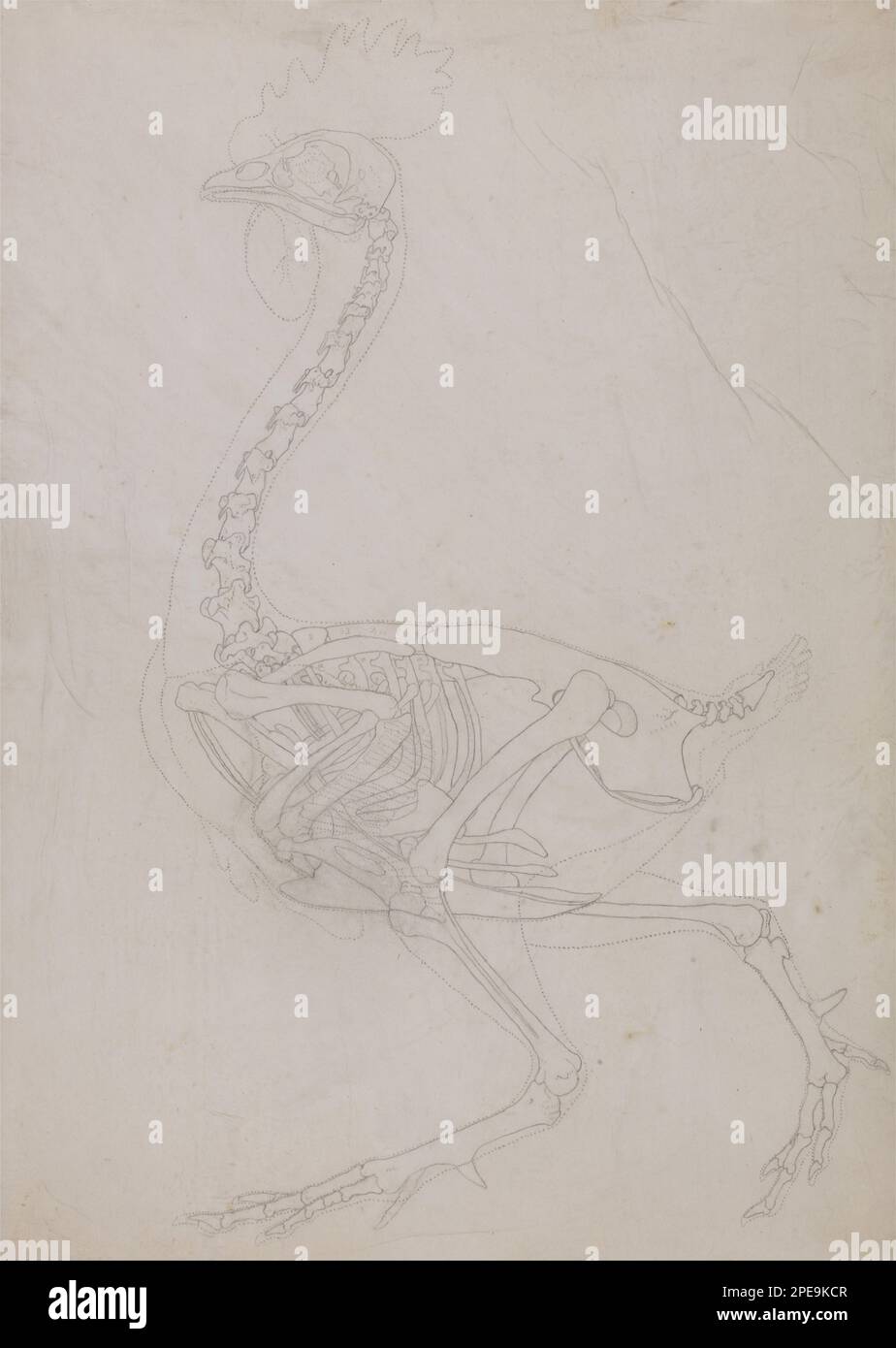 A Comparative Anatomical Exposition of the Structure of the Human Body ...