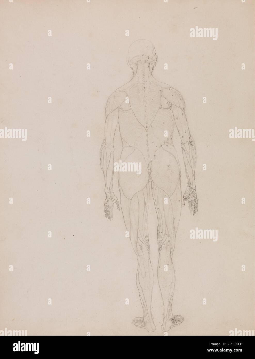 A Comparative Anatomical Exposition of the Structure of the Human Body ...