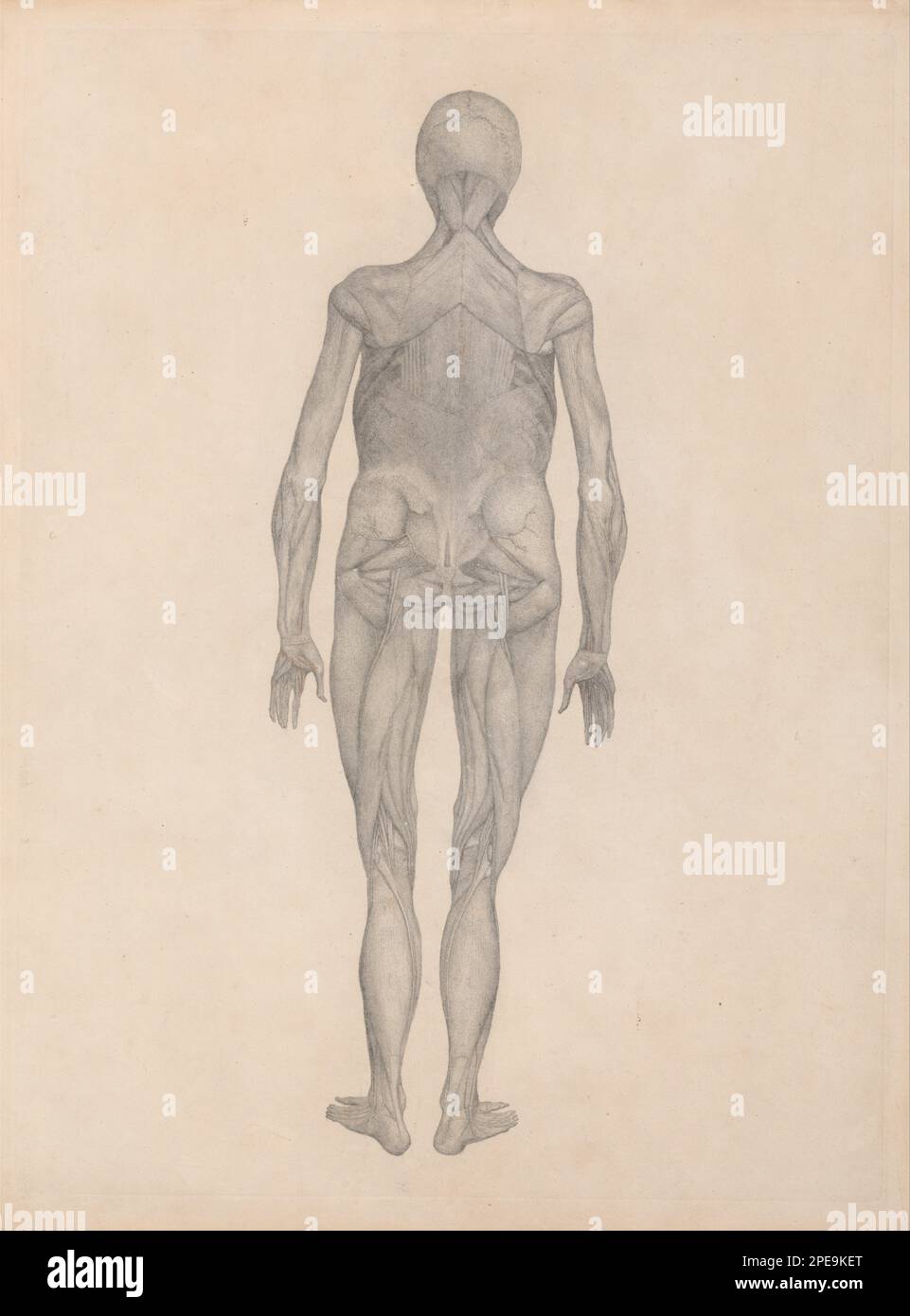 A Comparative Anatomical Exposition of the Structure of the Human Body ...