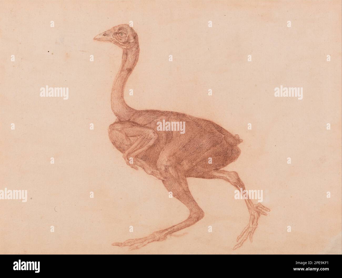 A Comparative Anatomical Exposition of the Structure of the Human Body ...