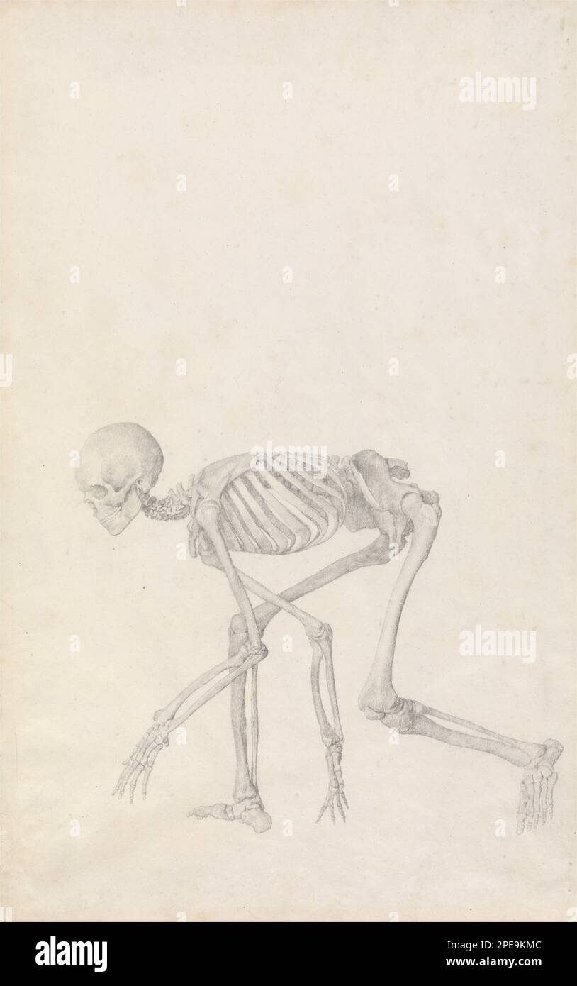 A Comparative Anatomical Exposition of the Structure of the Human Body ...