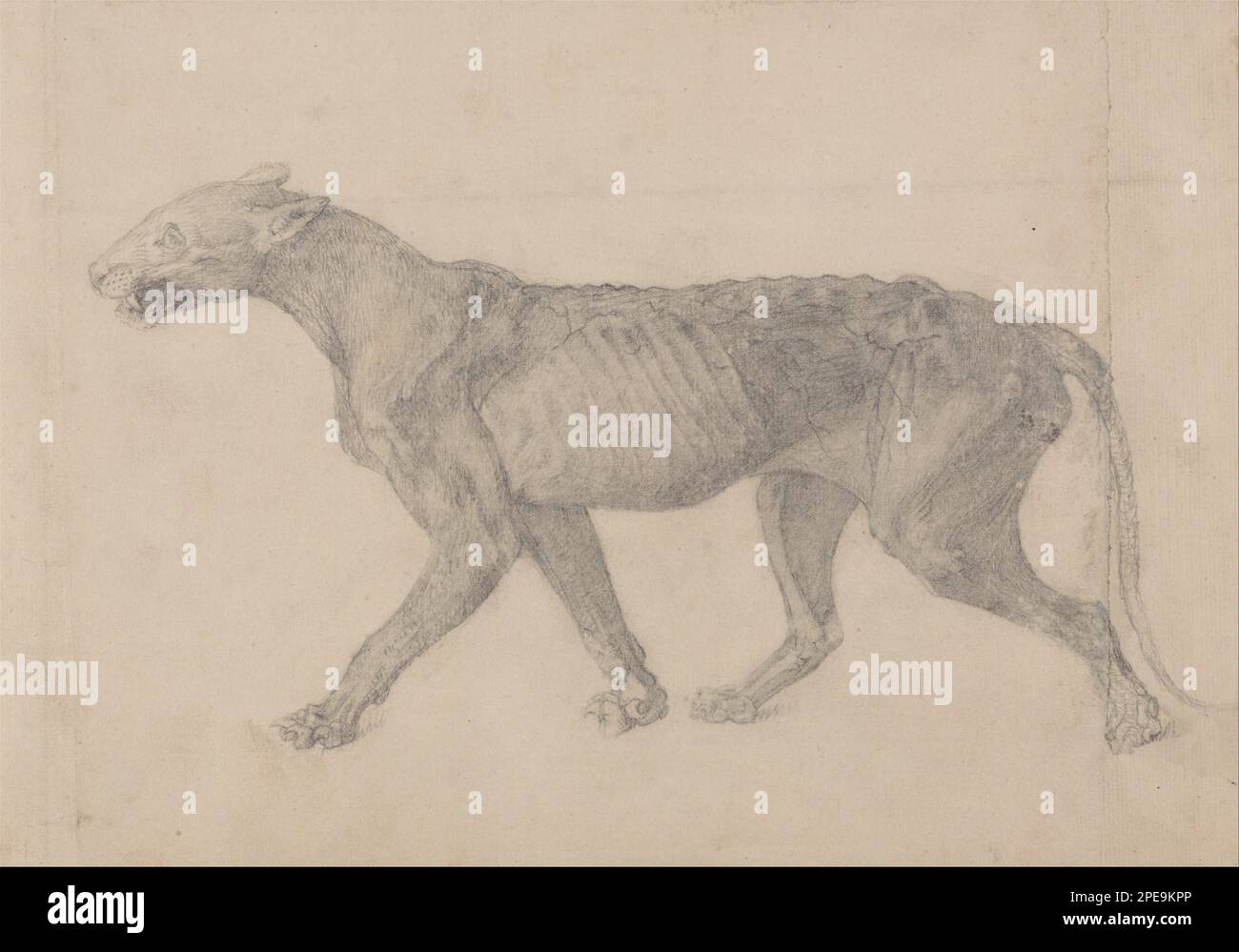A Comparative Anatomical Exposition of the Structure of the Human Body ...