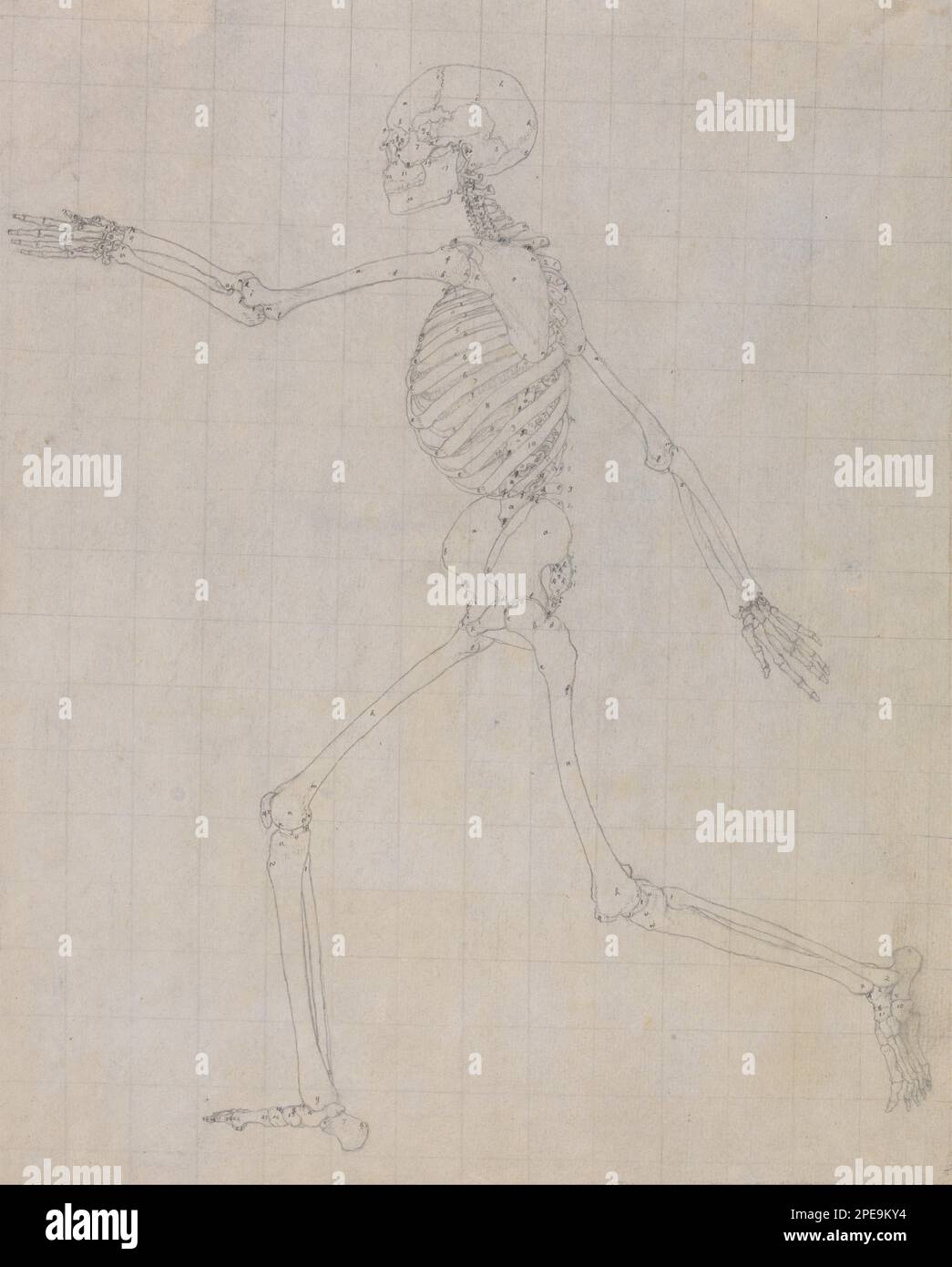 A Comparative Anatomical Exposition of the Structure of the Human Body ...