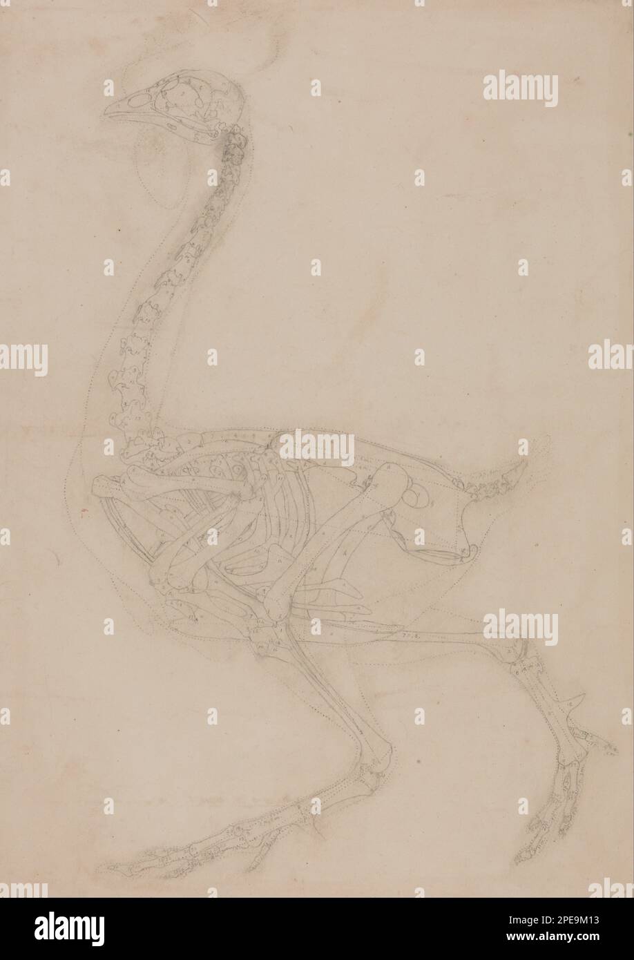 A Comparative Anatomical Exposition of the Structure of the Human Body ...
