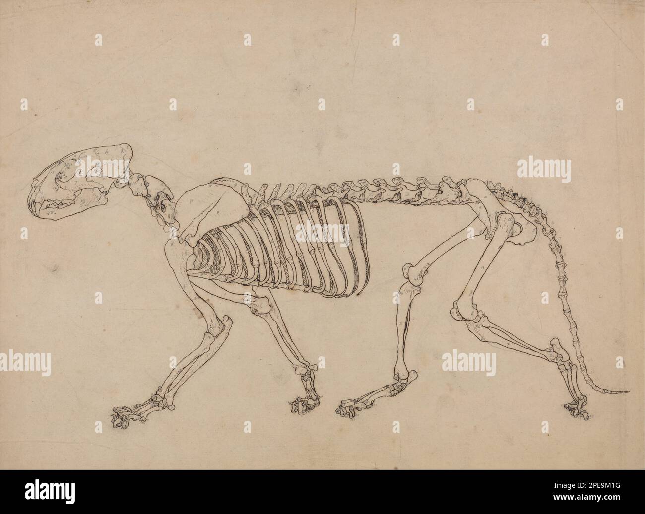 A Comparative Anatomical Exposition of the Structure of the Human Body with that of a Tiger and ...